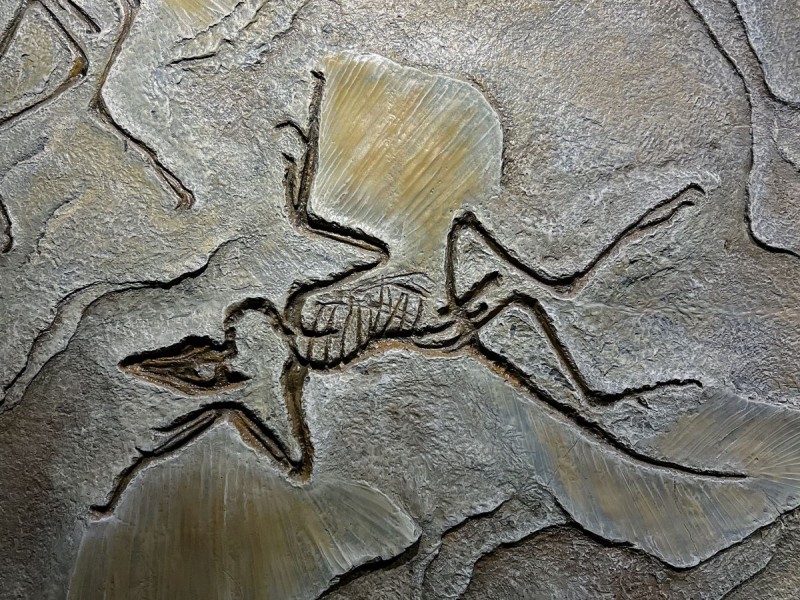 Учёные нашли в окаменелой рвотной массе возрастом 110 млн лет ...